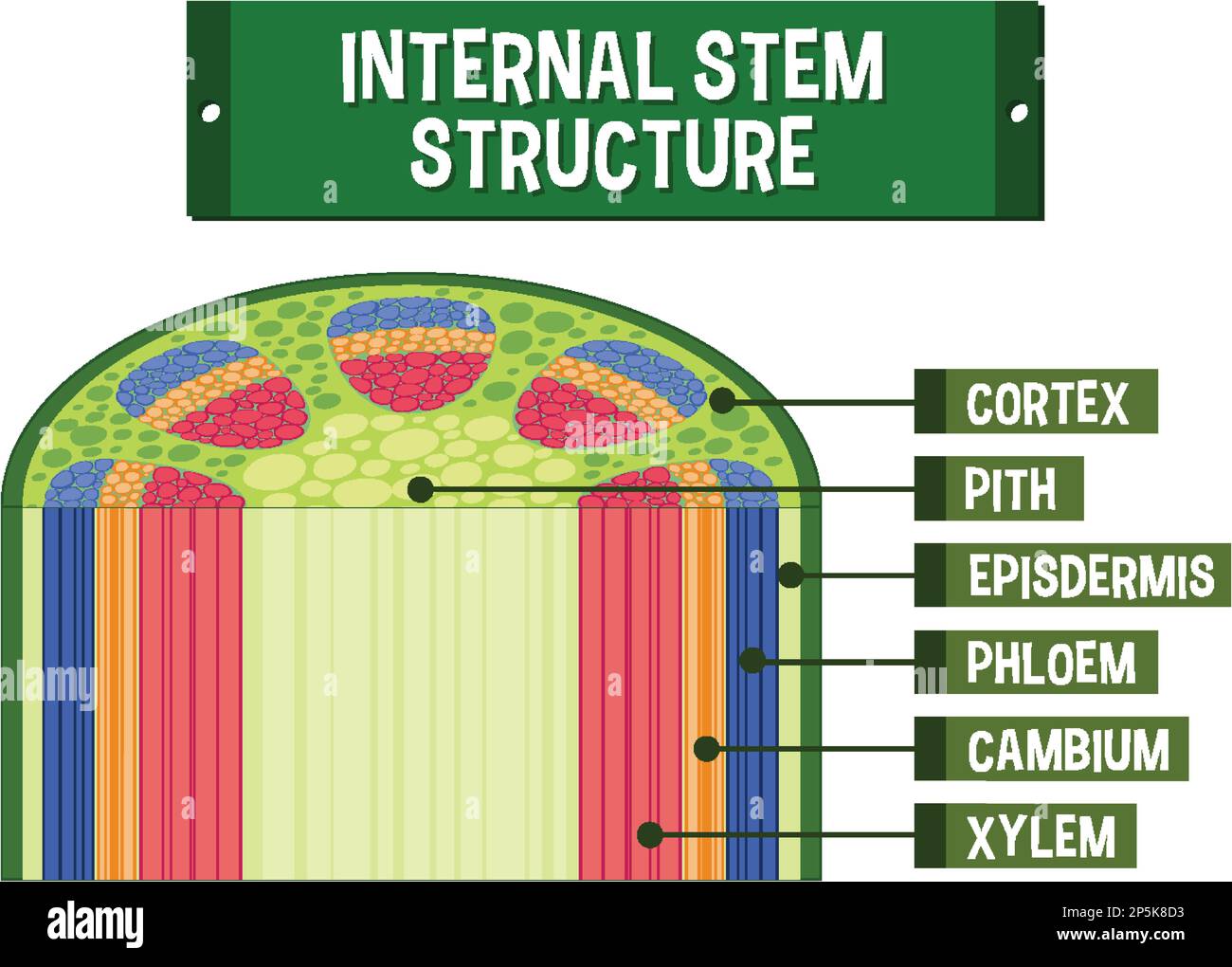 Internal structure of stem diagram illustration Stock Vector Image ... Internal structure of stem diagram illustration Stock Vector Image ...