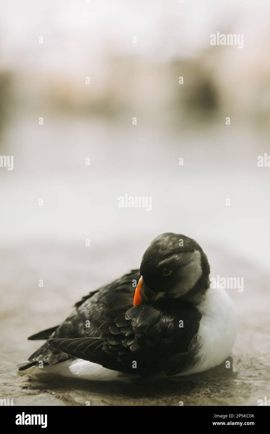 A beautiful monochrome bird perched atop a cement ground Stock Photo ...