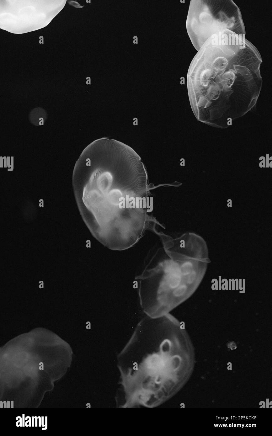 Grayscale underwater shot of multiple jellyfish illuminated by white ...