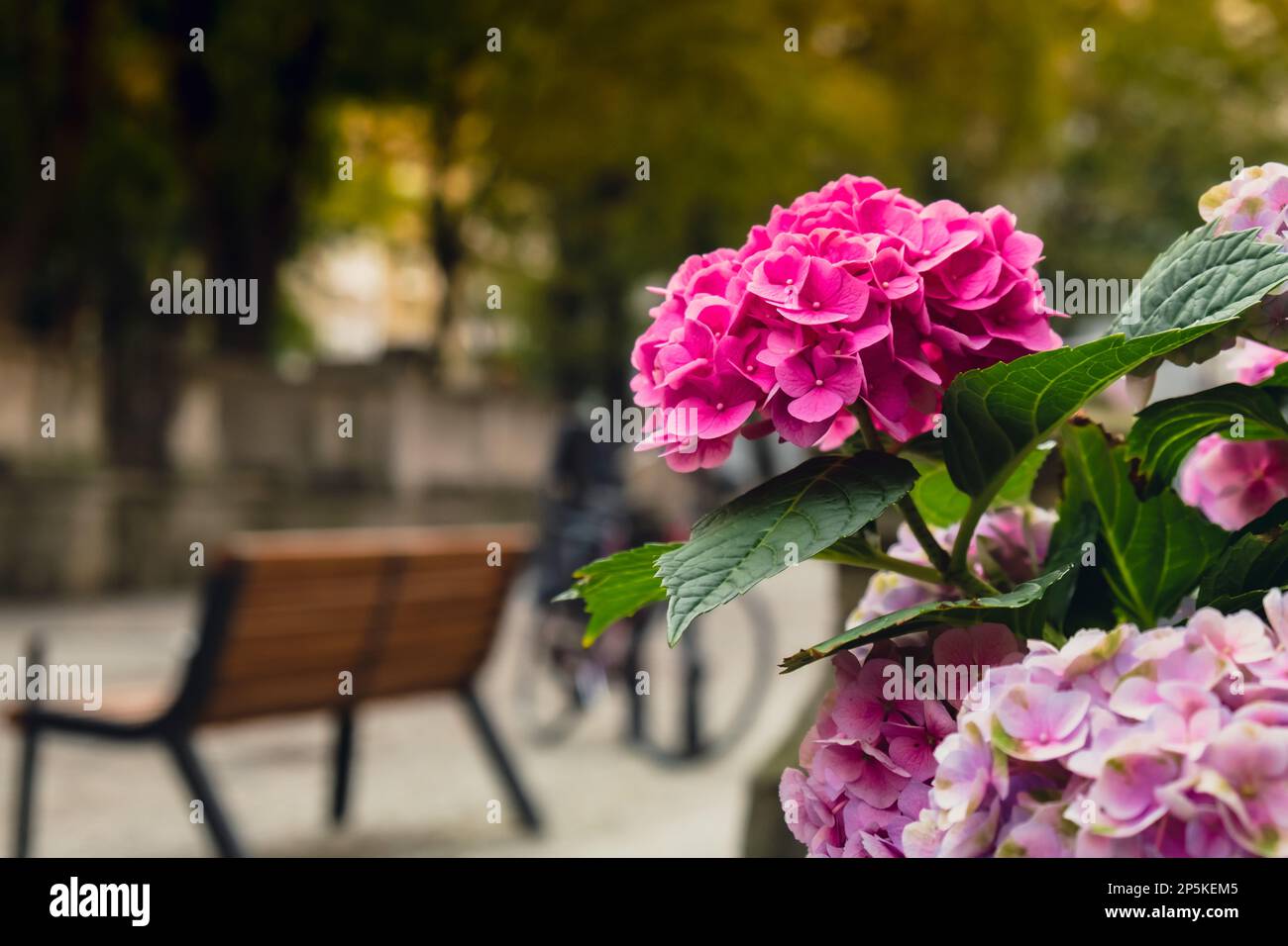 Beautiful bloom flowers of Hydrangea macrophylla in city street. Clay ...