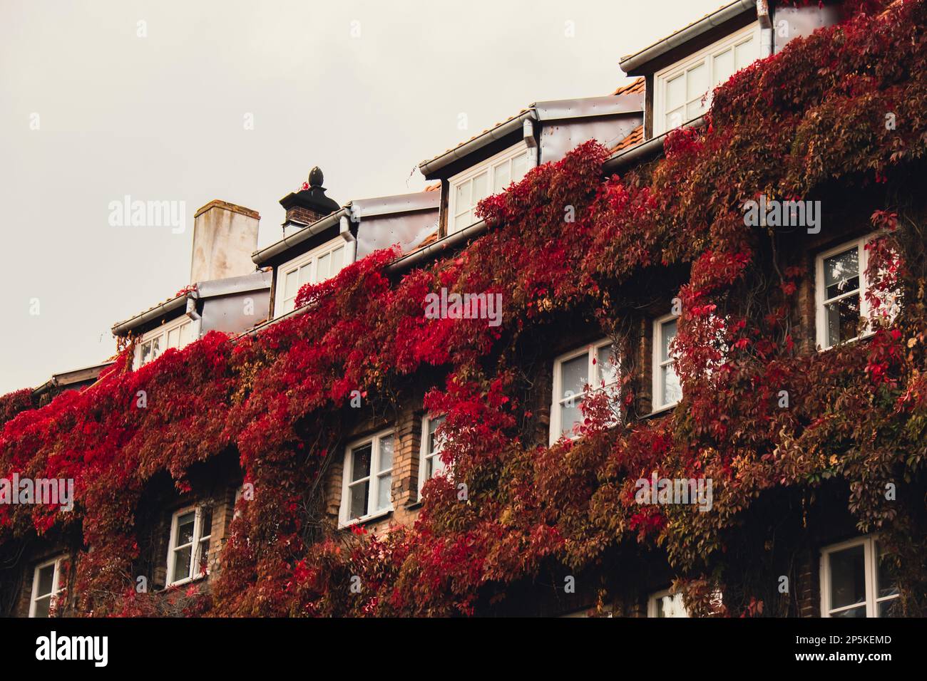 Facade of Building with climber plants, ivy growing on the plant ...