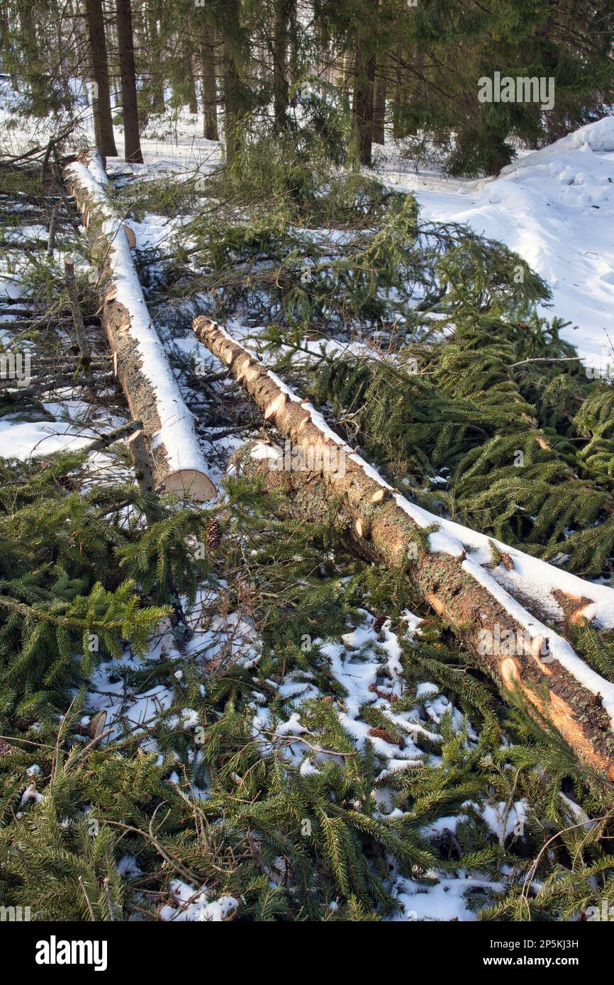 A cut spruce tree in city park in winter, Lappeenranta Finland Stock ...