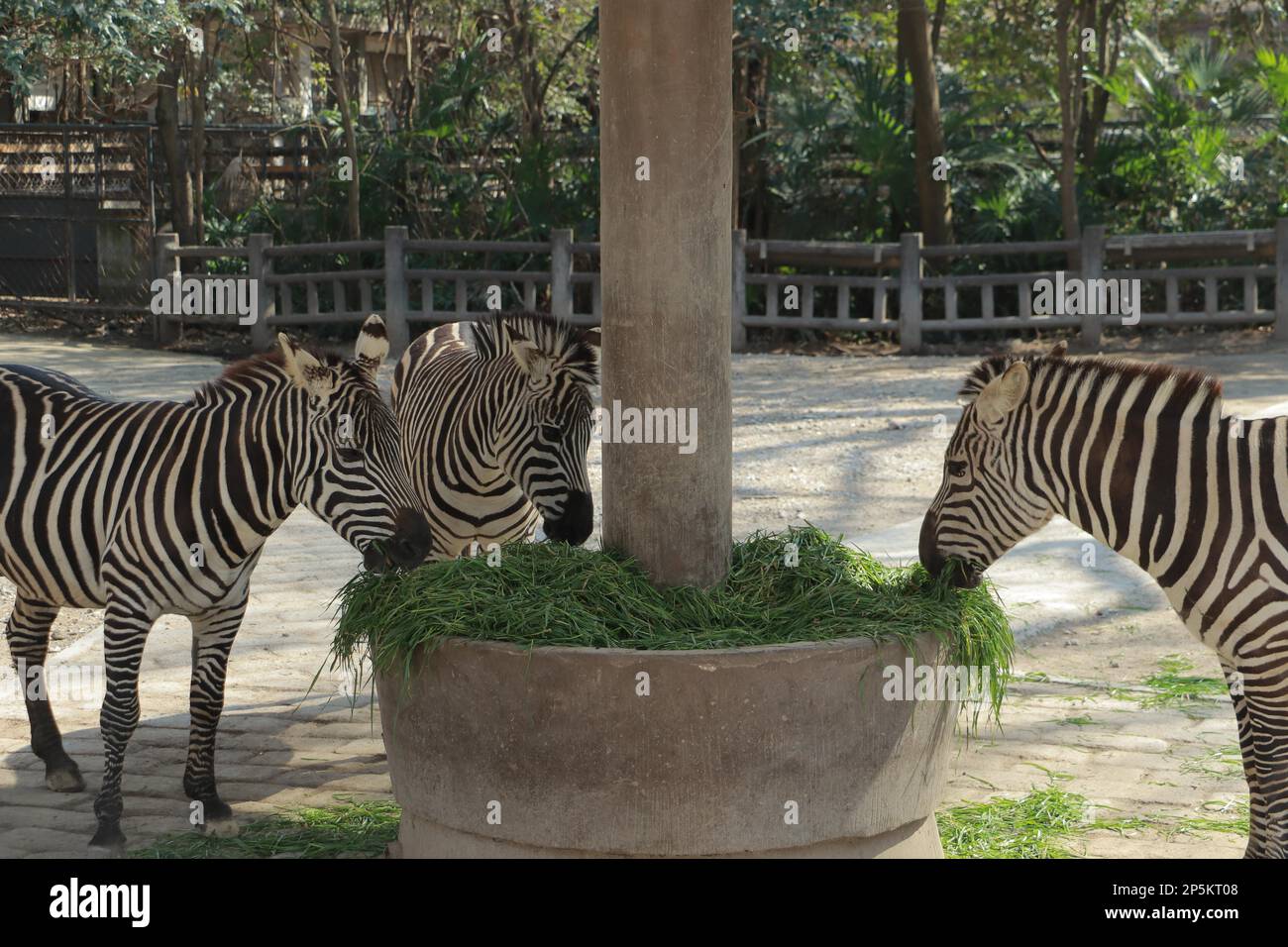 Visit the Shanghai Zoo in warm spring, Shanghai, China, 4 March, 2023 ...
