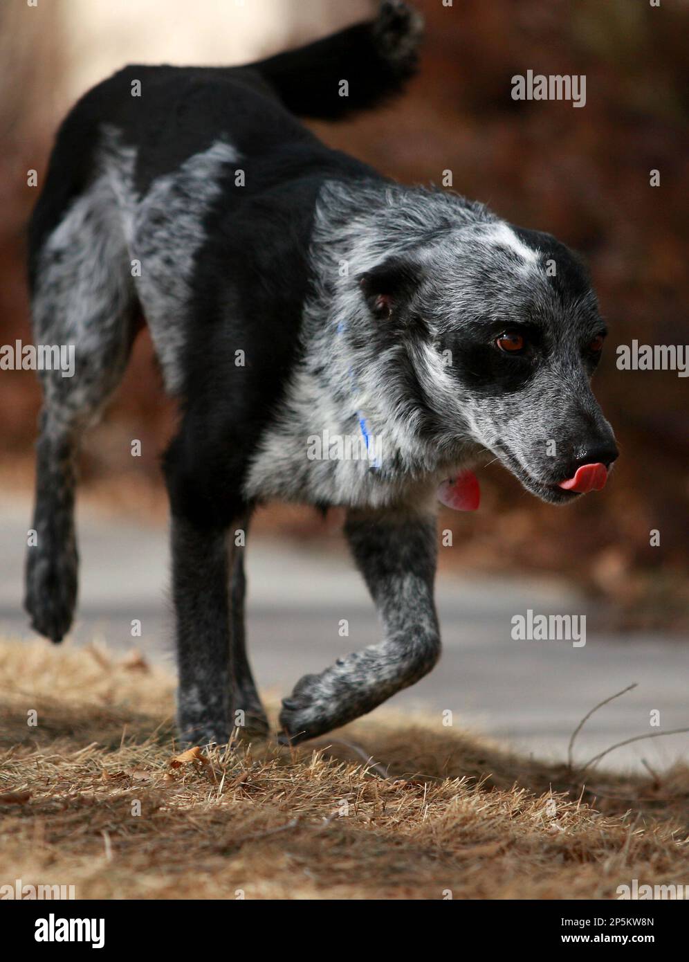 This undated photo shows Bo, a blue heeler owned by Abby Redland of ...