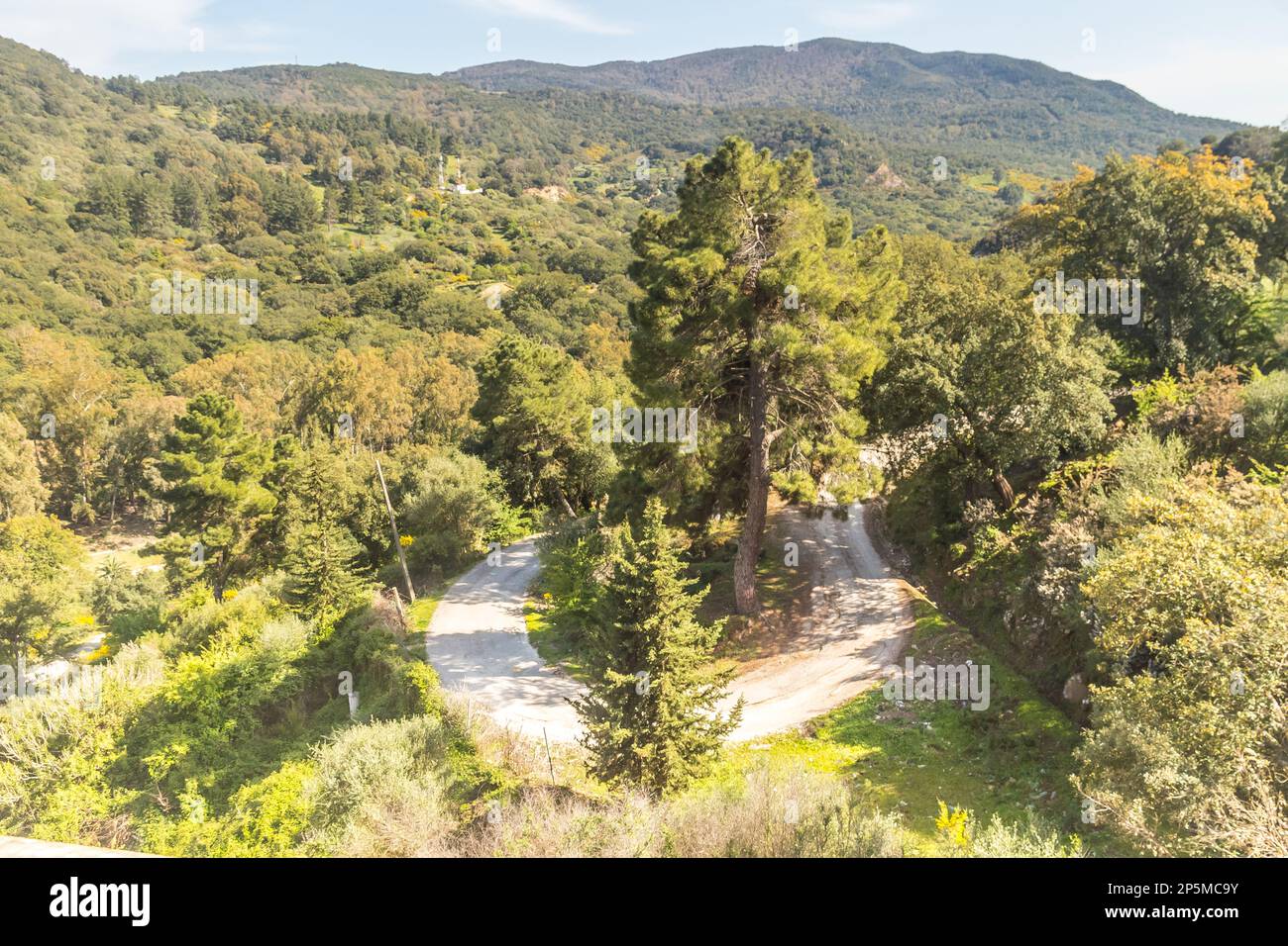 Tranquil Tree-Lined Trail in Natures Beauty. Beni Metir, Jendouba ...