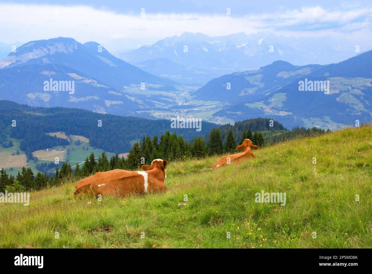 Holiday destination Wildschönau - Niederau, cows watching the mountains ...