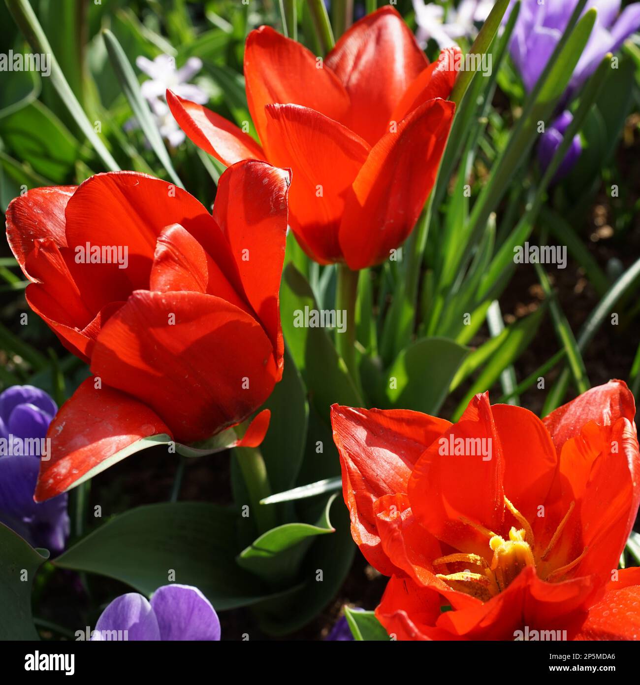 Closeup red tulips keukenhof hi-res stock photography and images - Alamy