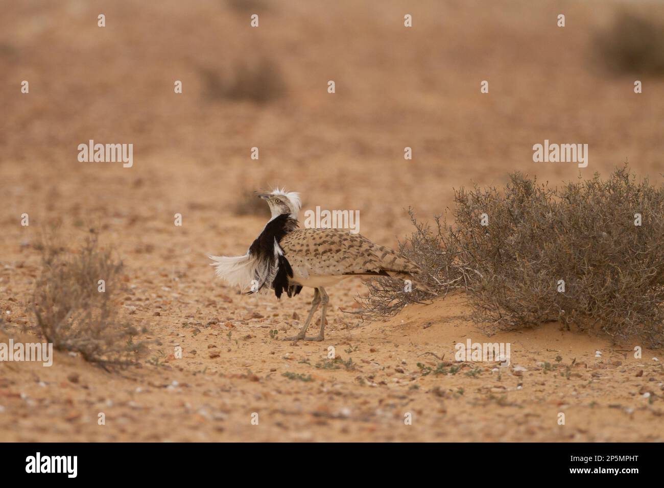 MacQueens bustard (Chlamydotis macqueenii Stock Photo - Alamy