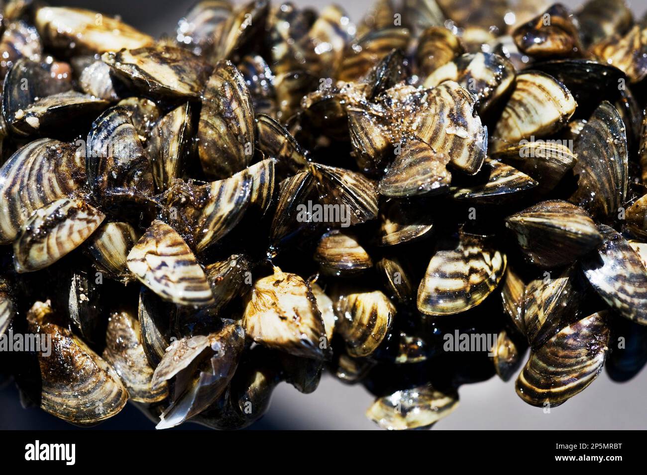 This July 1, 2010 photo shows zebra mussels clustered on a small tree ...
