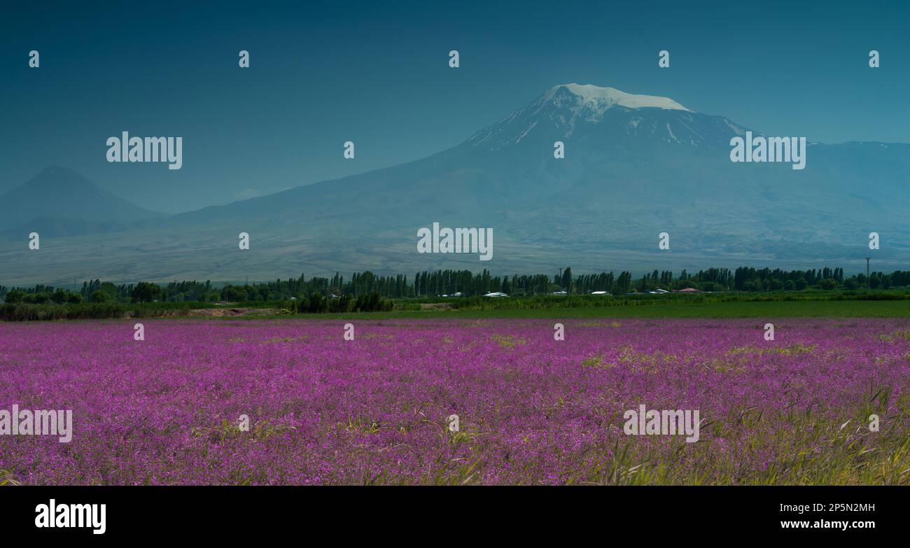 National flower of turkey hi-res stock photography and images - Alamy
