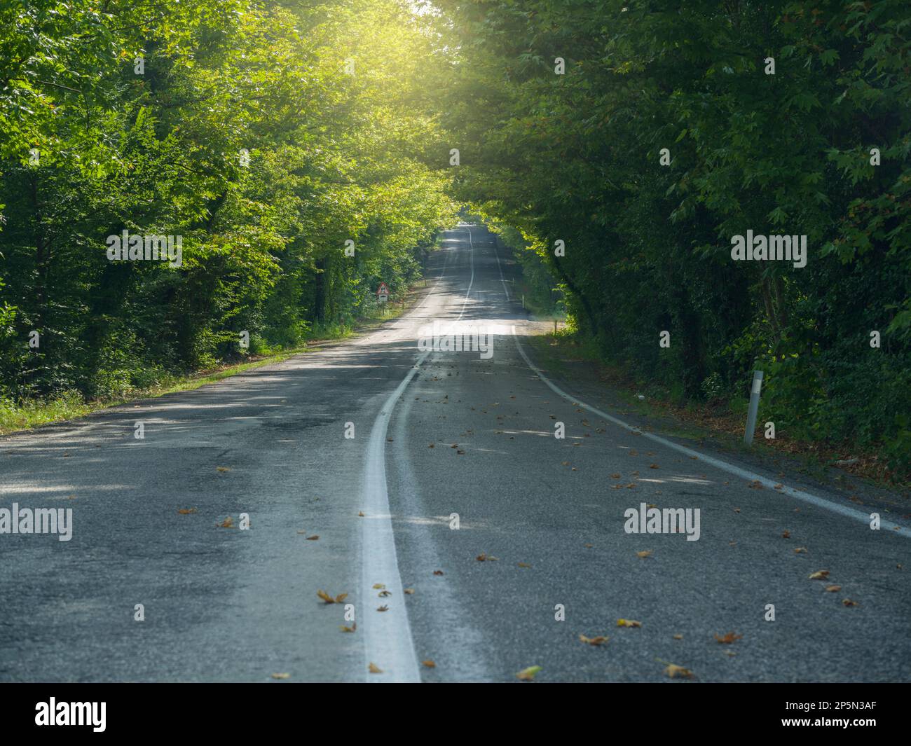 Old asphalt road, beginning of autumn. Broken road through the trees ...
