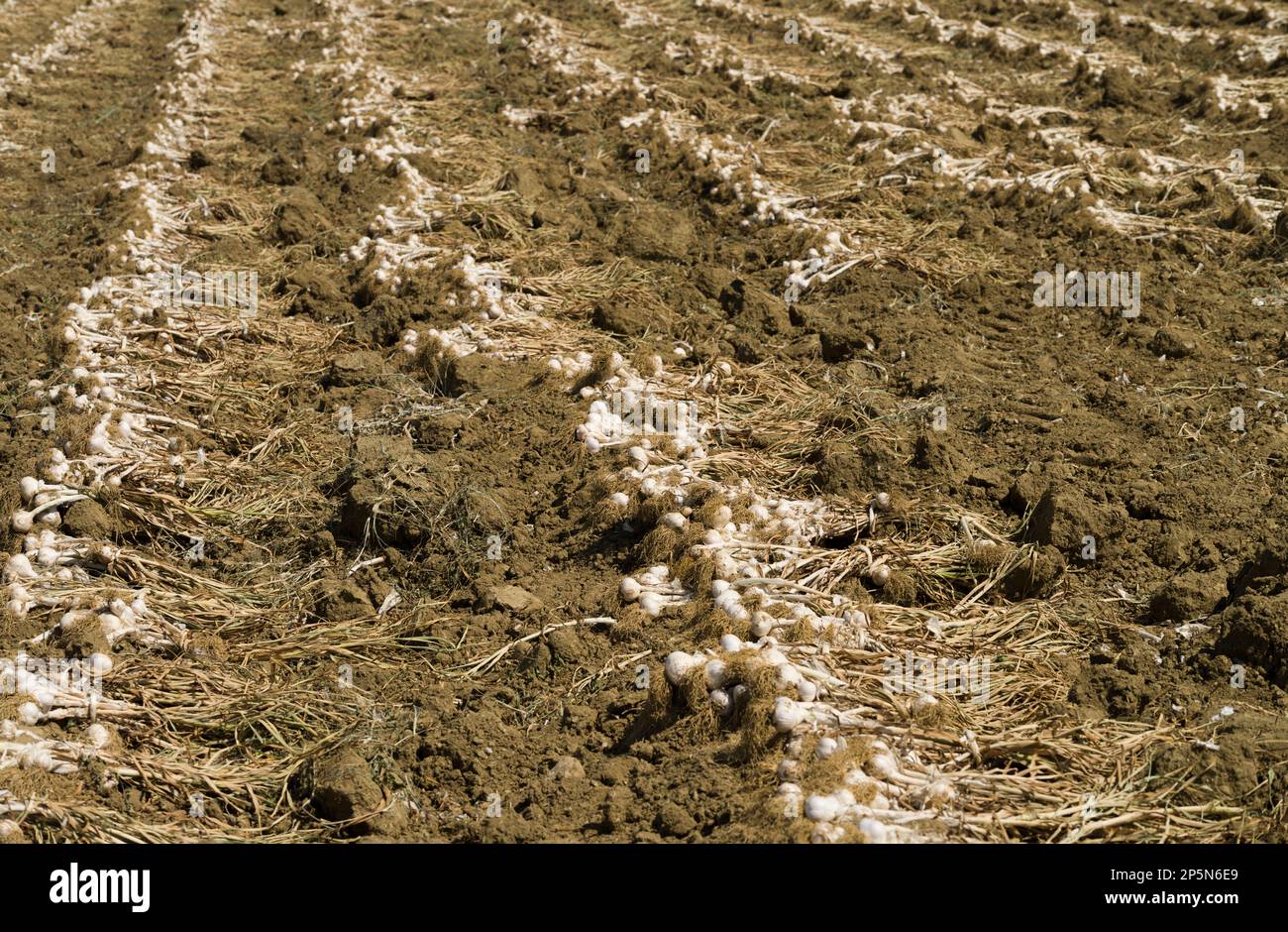 Garlic harvest. Image of ripe garlic in the field Stock Photo - Alamy