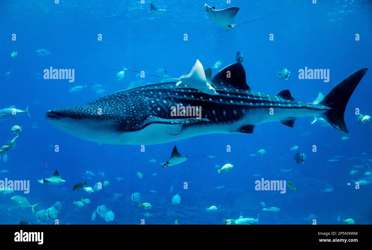 great whale in aquarium Stock Photo - Alamy