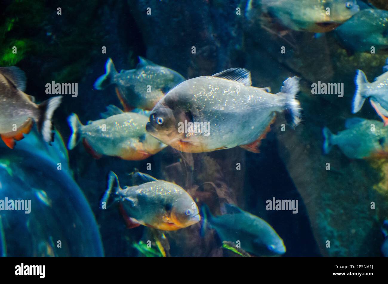 Piranhas in water hi-res stock photography and images - Alamy