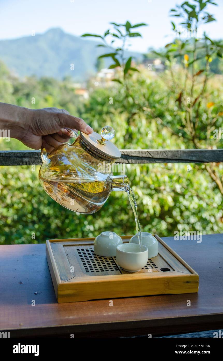 male hand is holding teapot and pouring tea into teacup with tree and ...