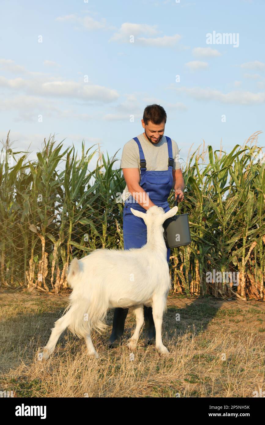 Man feeding goat at farm. Animal husbandry Stock Photo - Alamy