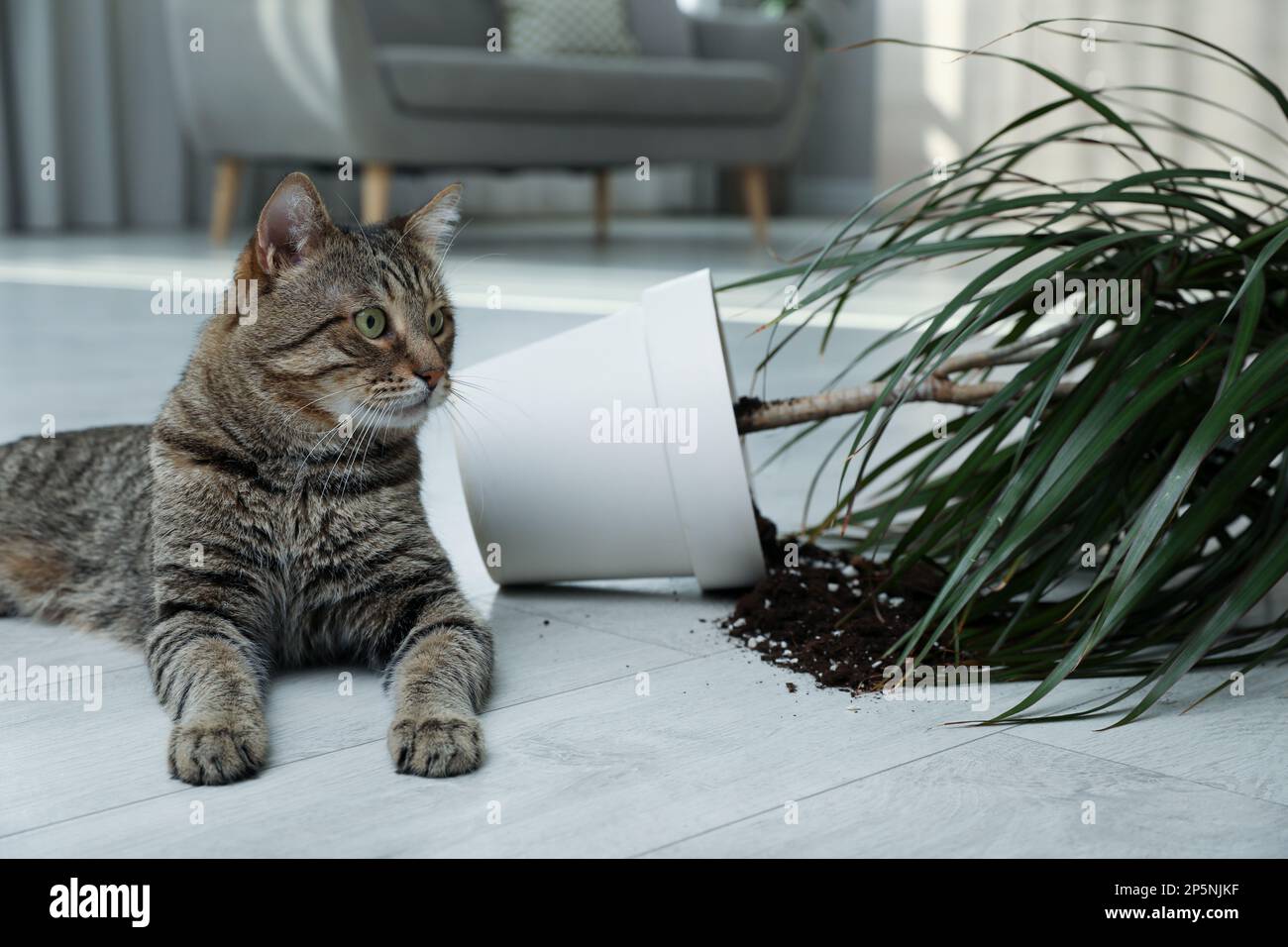 Mischievous cat near overturned houseplant on floor indoors Stock Photo ...