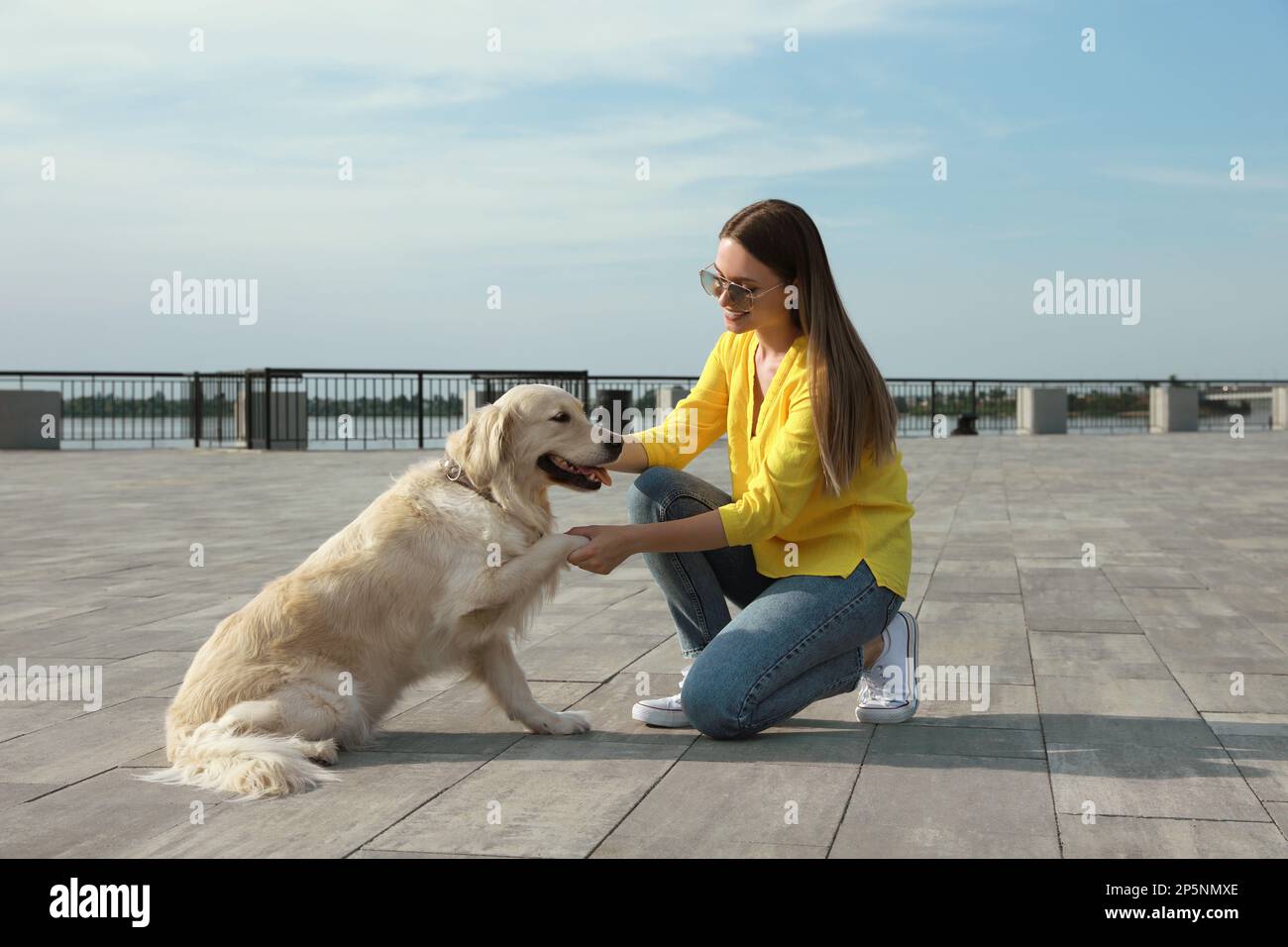 Cute golden retriever dog giving paw to young woman on pier Stock Photo ...
