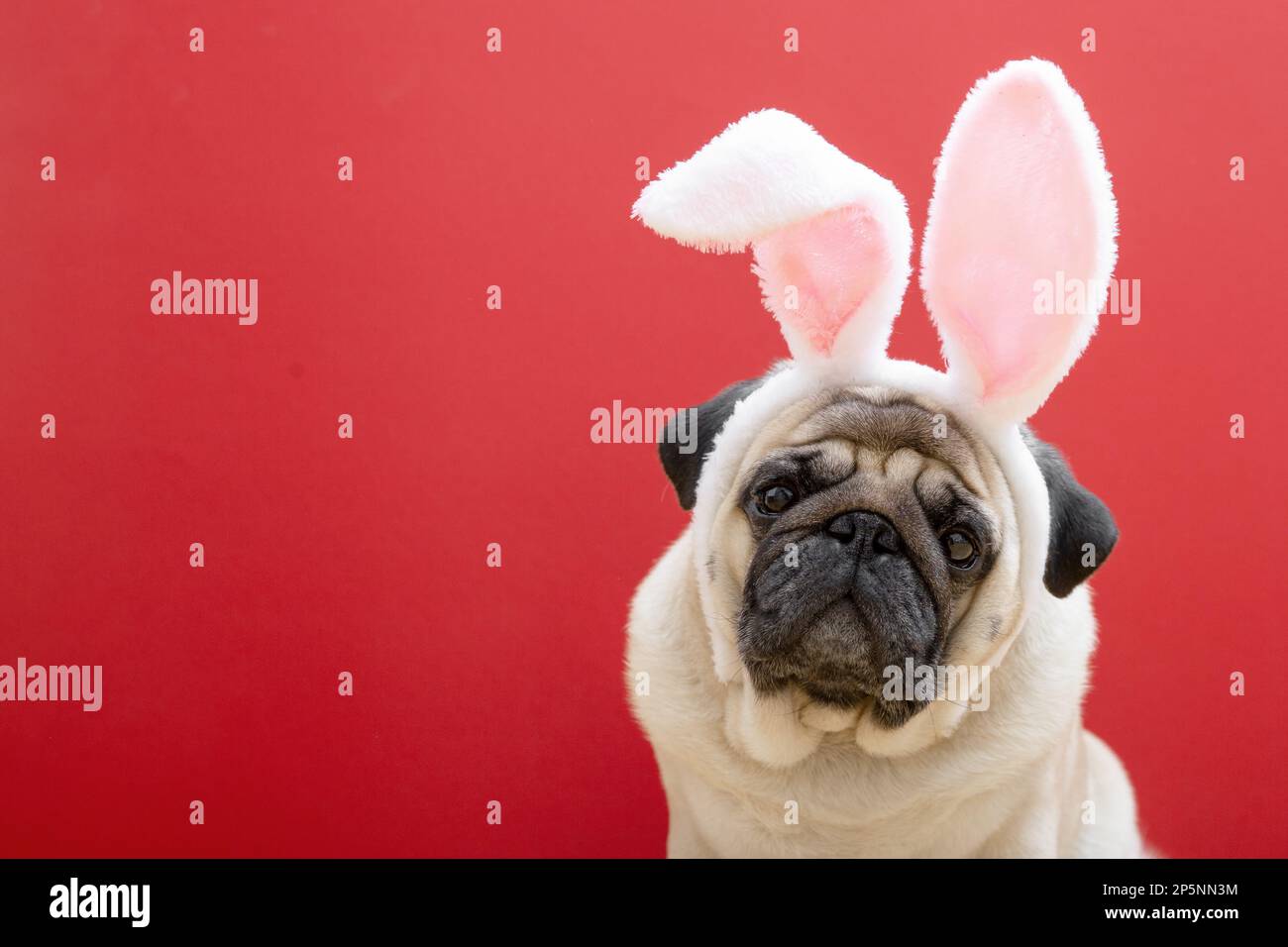 Beige pug dog with rabbit bunny ears on a red background. Easter ...