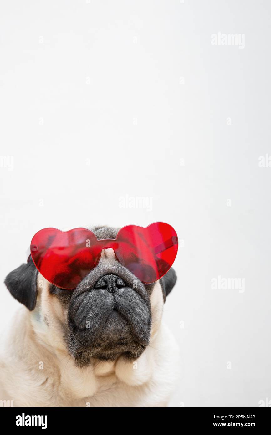 Beige cute pug dog in red heart-shaped glasses on a white background ...