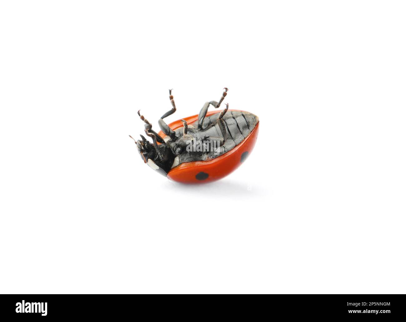 One overturned red ladybug isolated on white Stock Photo - Alamy
