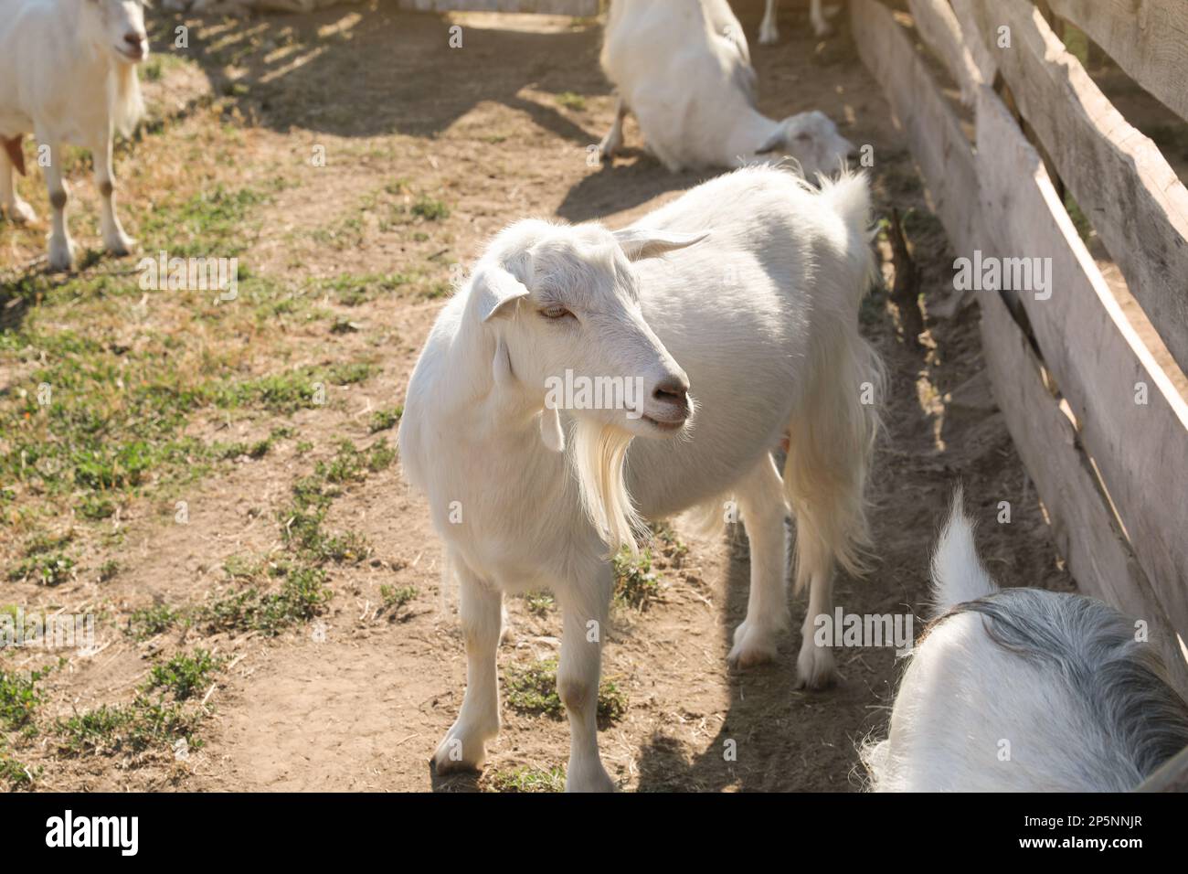 Cute domestic goats on farm. Animal husbandry Stock Photo - Alamy