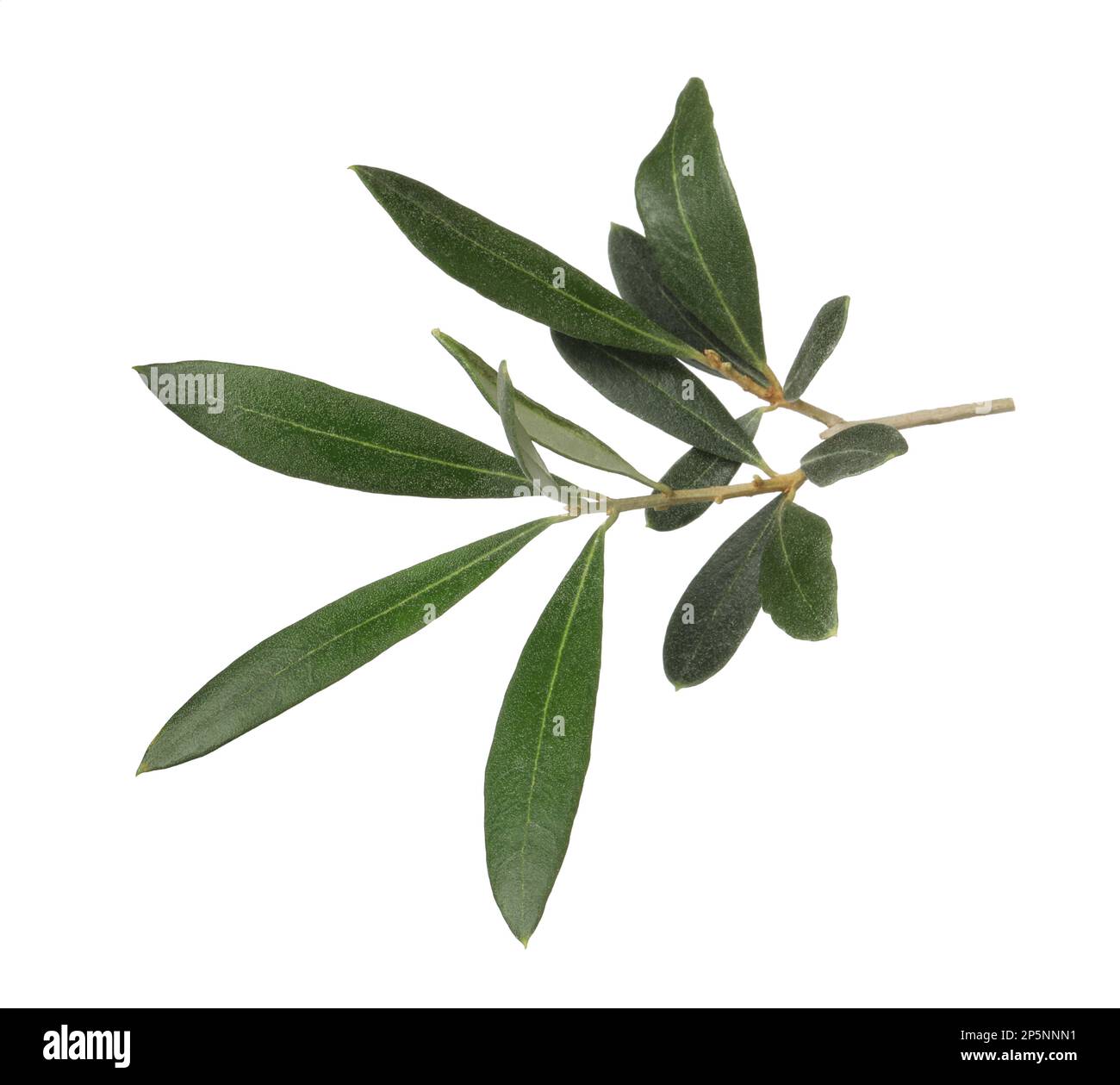 Olive tree photo Cut Out Stock Images & Pictures - Alamy