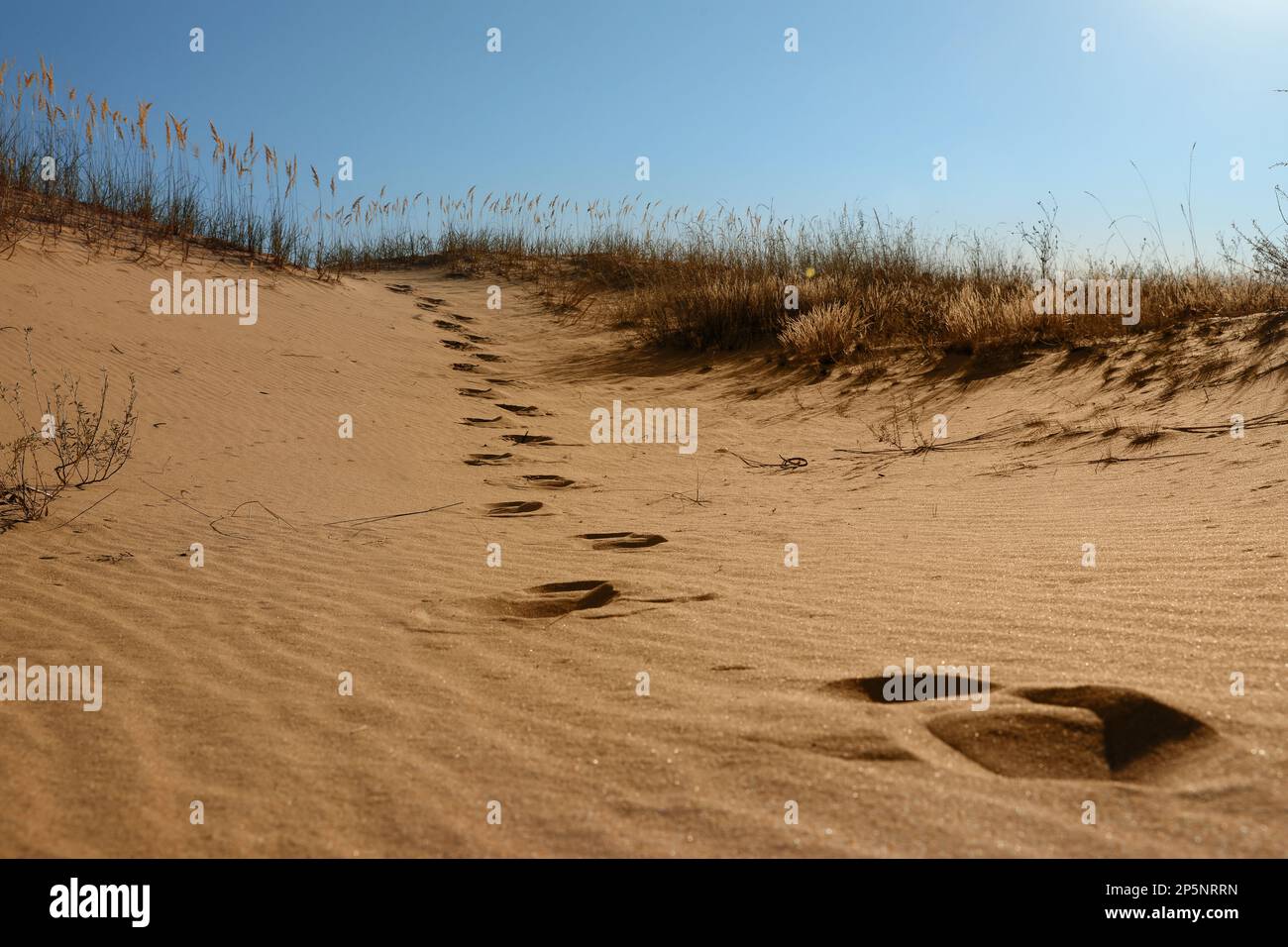 Trail of footprints on sand in desert Stock Photo - Alamy