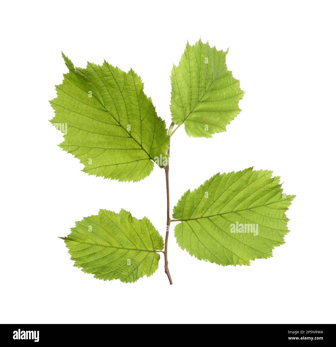Hazel twig with green leaves on white background Stock Photo - Alamy