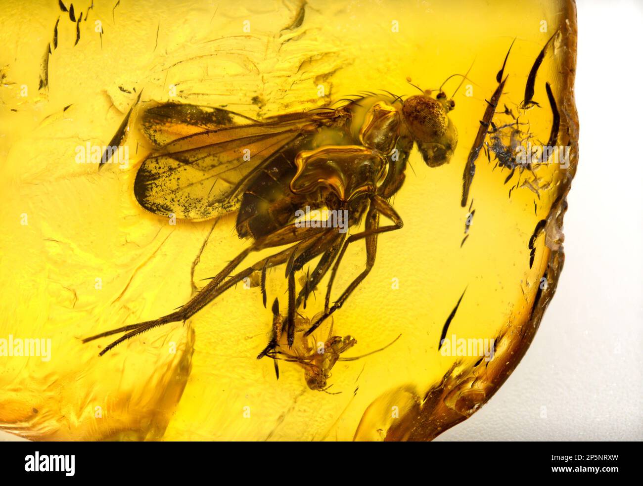 Prehistoric fly preserved in Baltic Amber - from Lithuania - including ...
