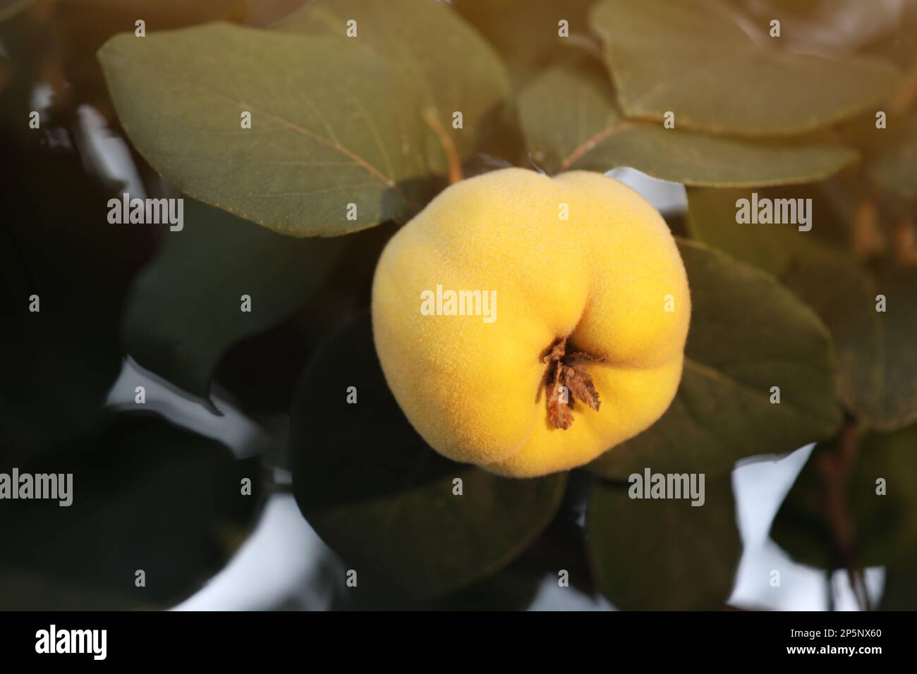 Quince tree branch with fruit outdoors, closeup Stock Photo - Alamy