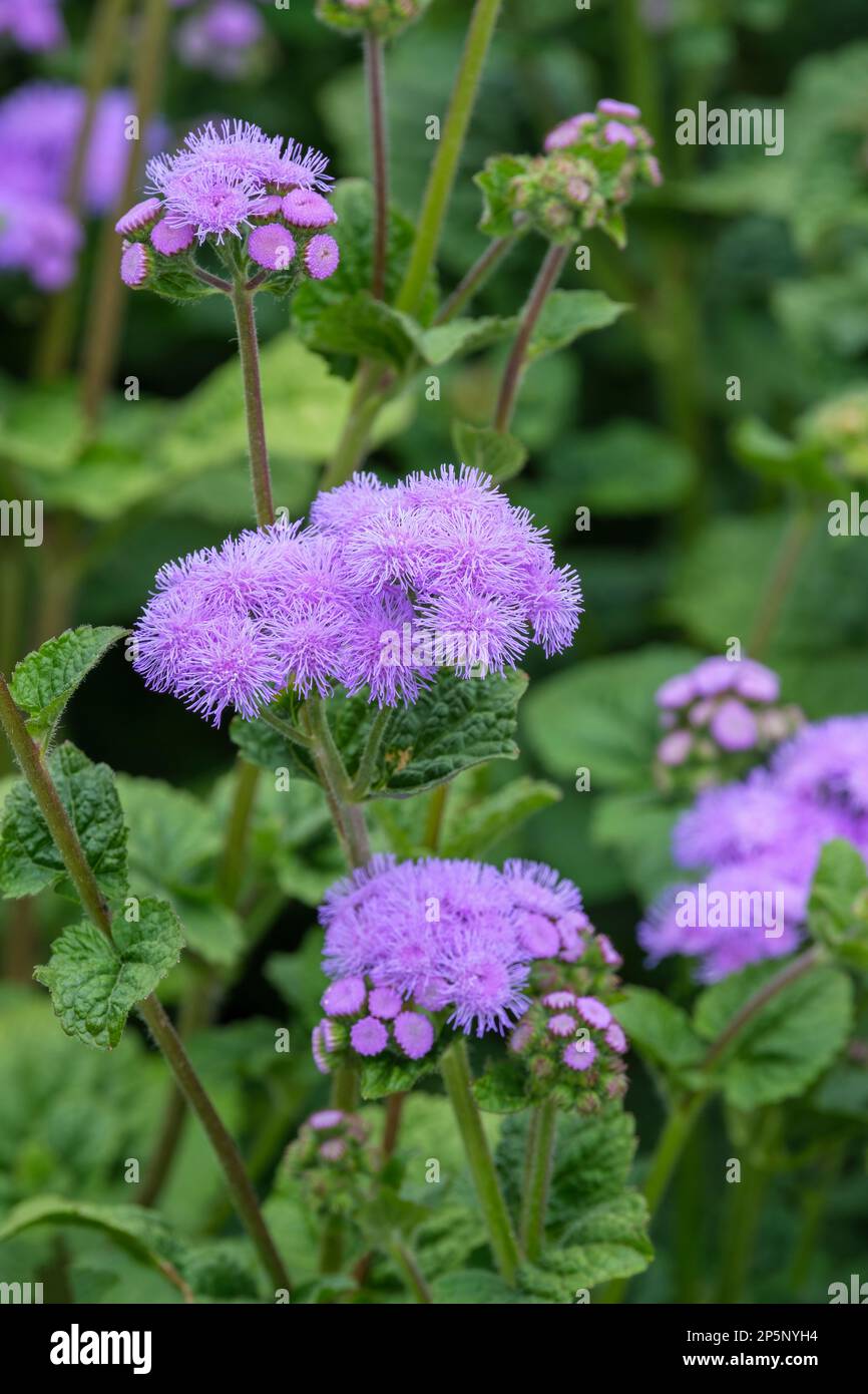 Ageratum houstonianum Blue Horizon, Floss Flower, fluffy clusters of ...