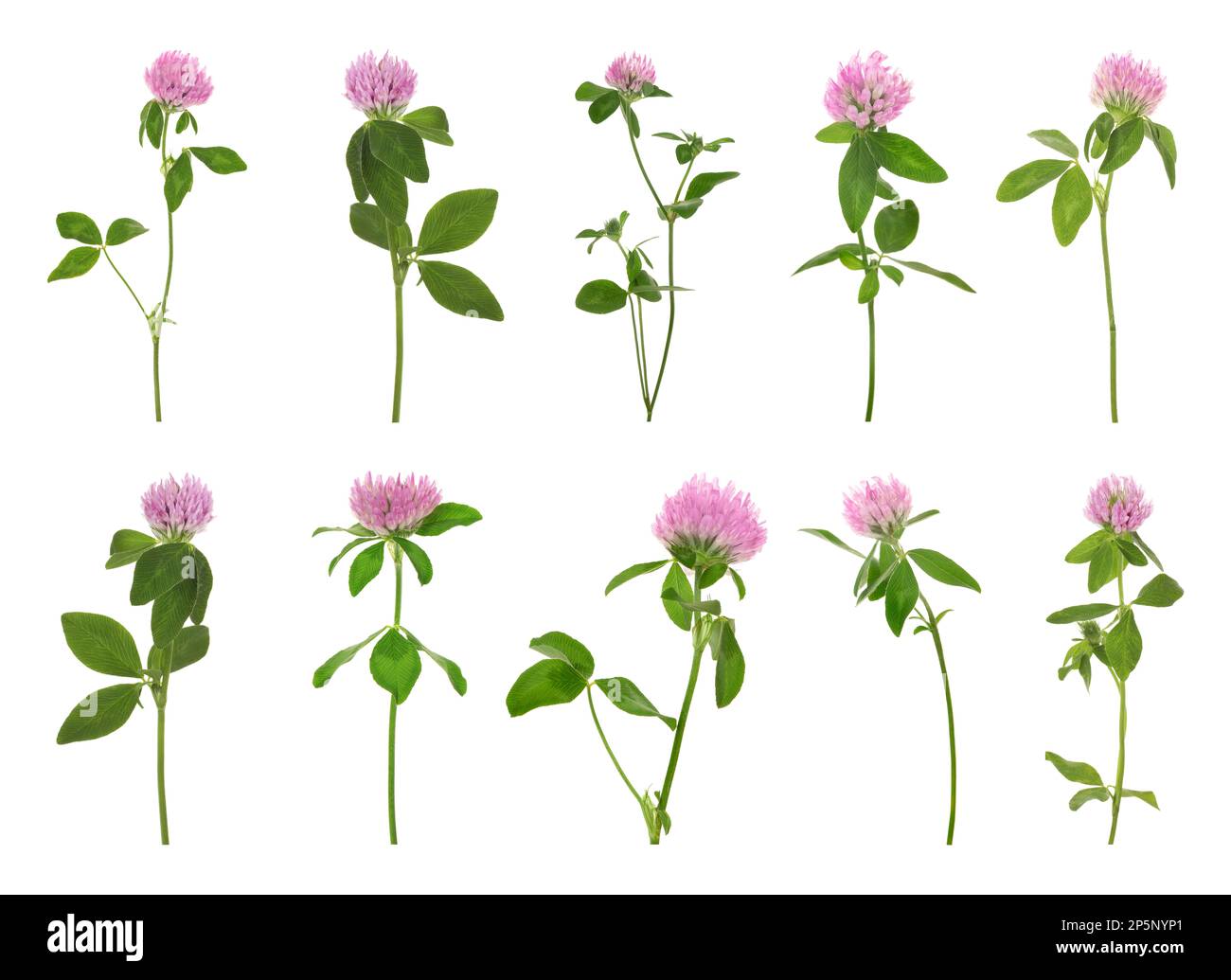 Set with beautiful clover flowers on white background Stock Photo - Alamy