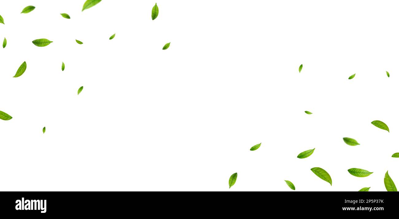 Green leaves border Stock Vector Image & Art - Alamy