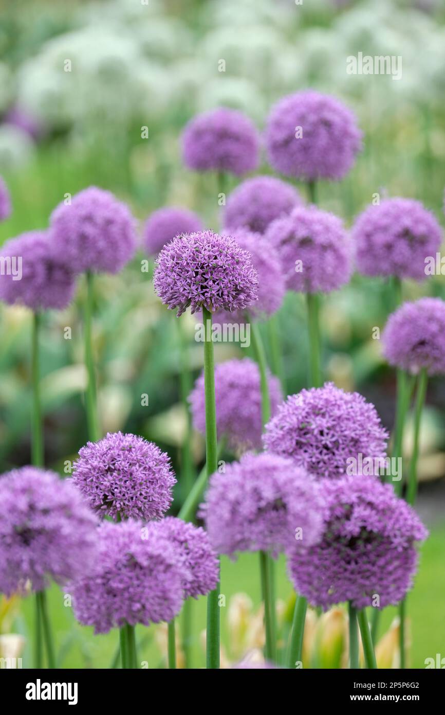 Allium Gladiator, Allium stipitatum Gladiator, ornamental onion, star ...