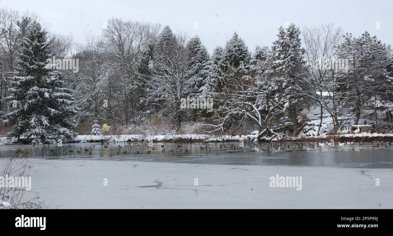Ducks and geese float on a half frozen pond at Holy Dormition Friary in ...