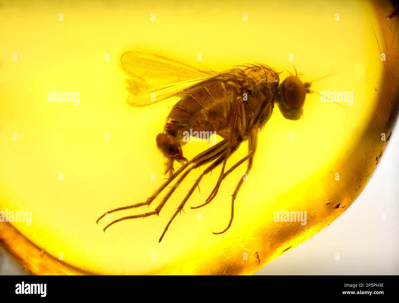 Prehistoric fly preserved in Baltic Amber - from Lithuania Stock Photo ...