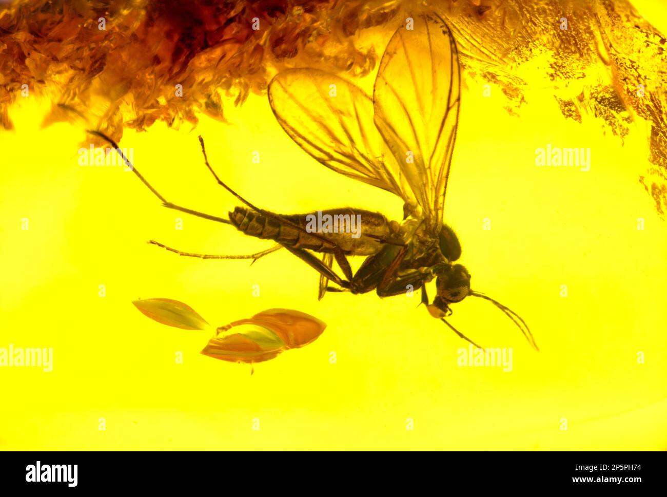 Fly wings insect hi-res stock photography and images - Alamy