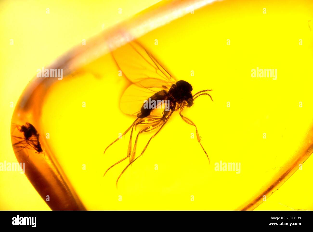 Prehistoric fly preserved in Baltic Amber - from Lithuania Stock Photo ...