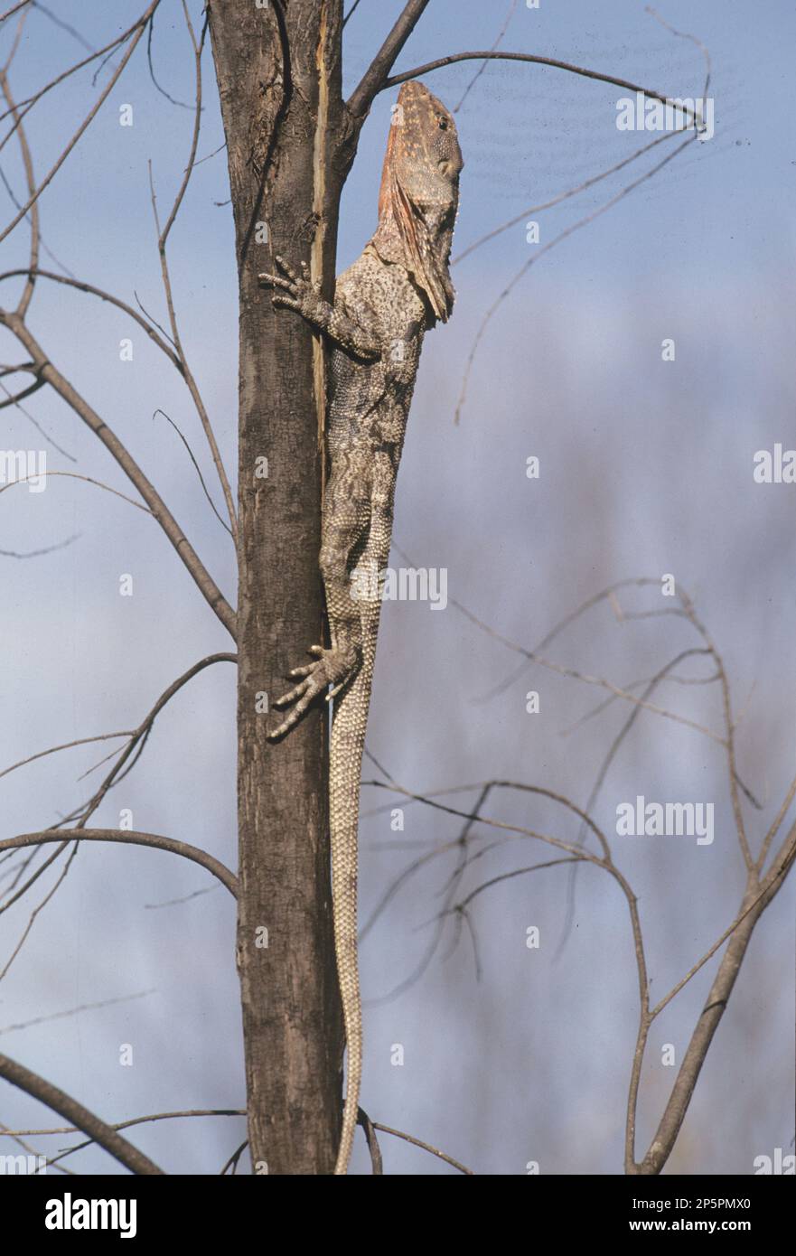 The frilled lizard (Chlamydosaurus kingii), also known as the frill ...