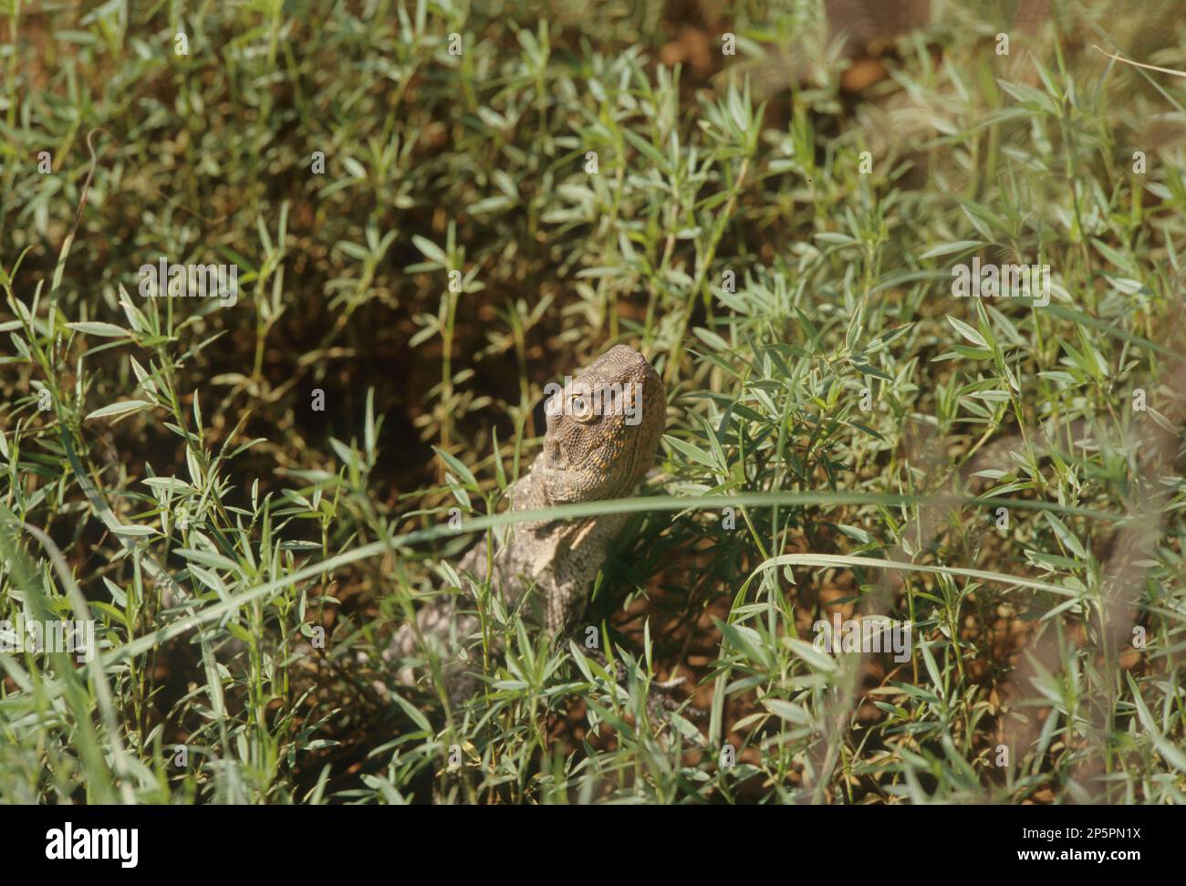 The frilled lizard (Chlamydosaurus kingii), also known as the frill ...