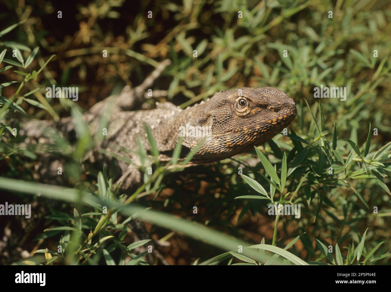 The frilled lizard (Chlamydosaurus kingii), also known as the frill ...