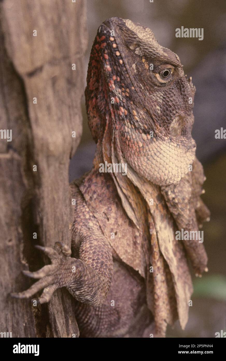 The frilled lizard (Chlamydosaurus kingii), also known as the frill ...