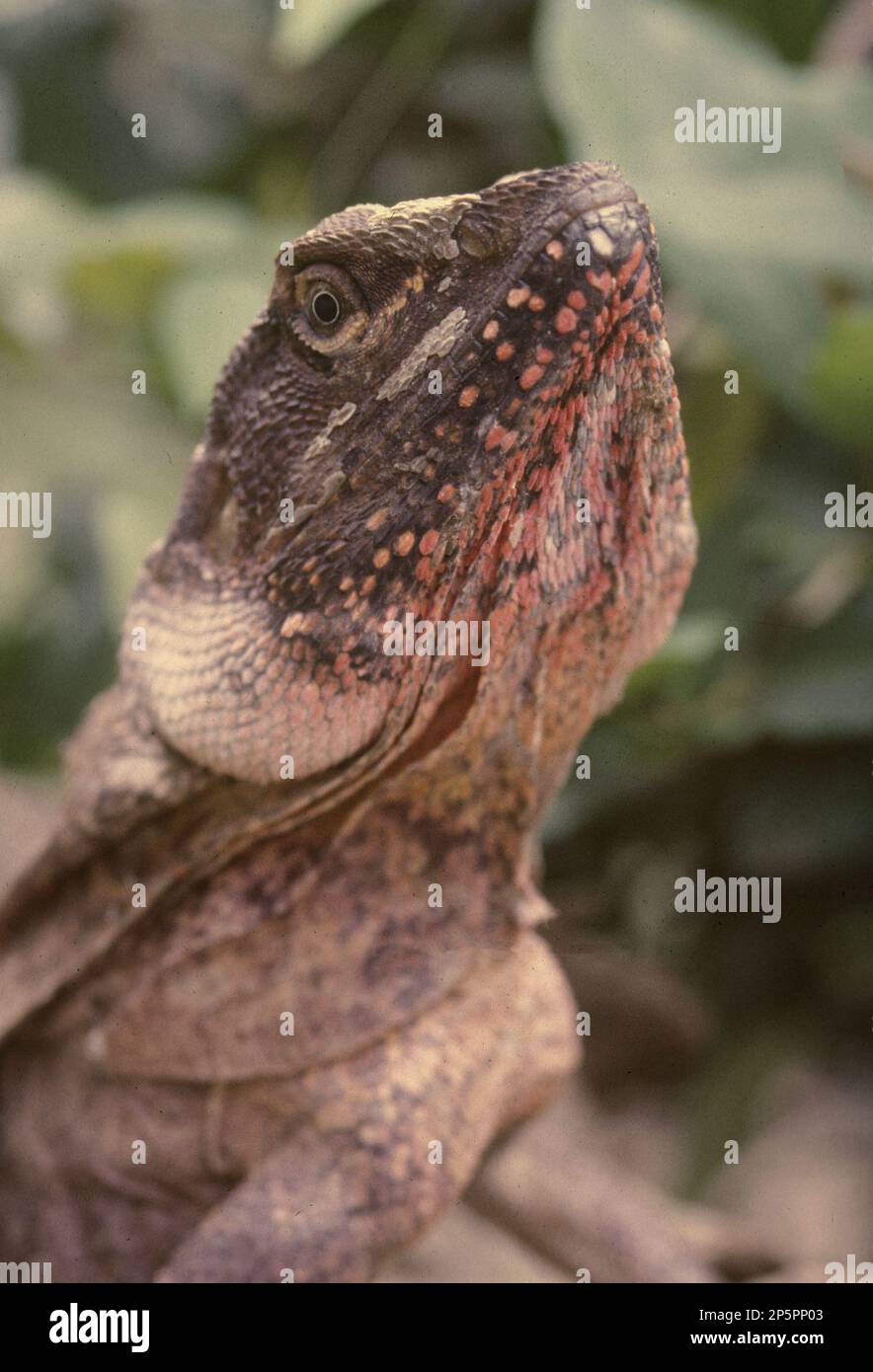 The frilled lizard (Chlamydosaurus kingii), also known as the frill ...