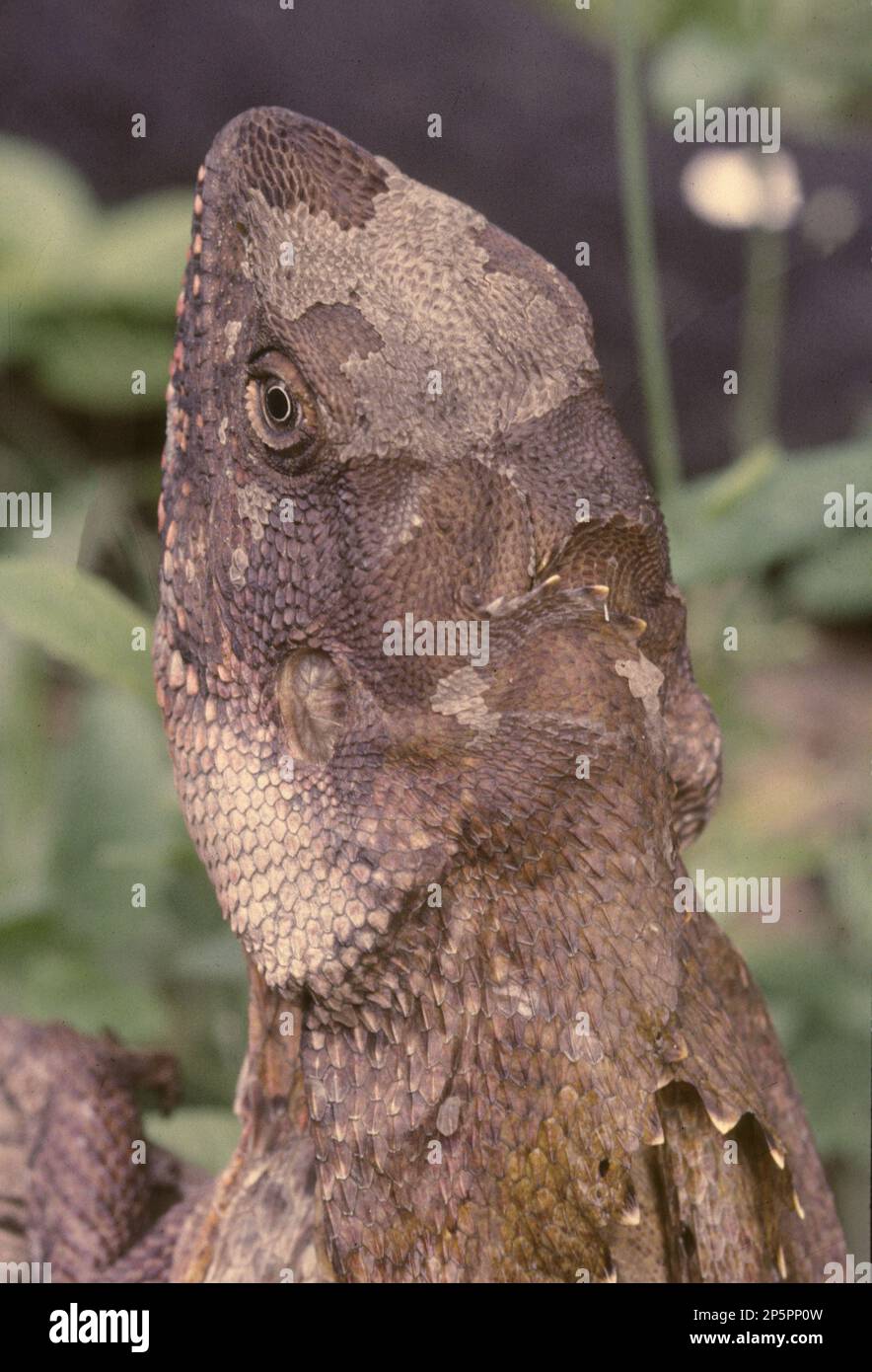 The frilled lizard (Chlamydosaurus kingii), also known as the frill ...
