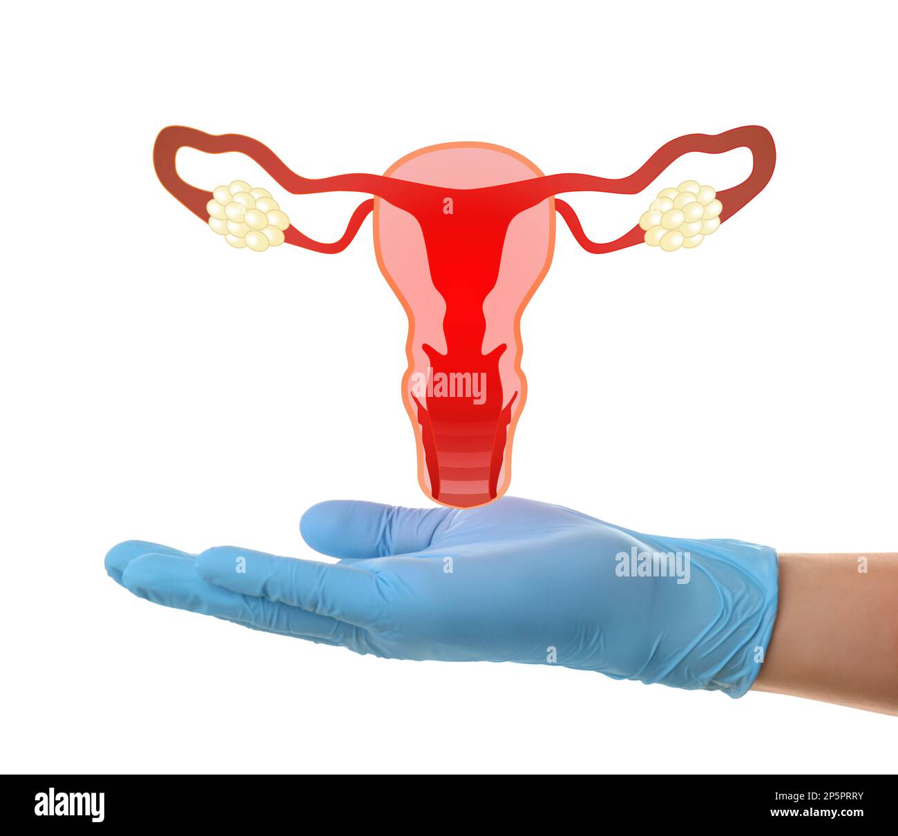 Women health female reproductive Cut Out Stock Images & Pictures - Alamy