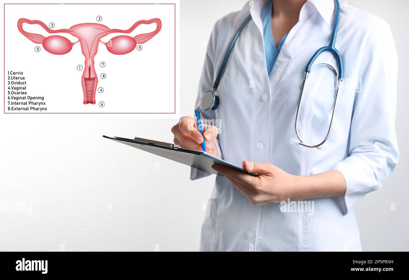 Doctor with clipboard and illustration of female reproductive system on ...