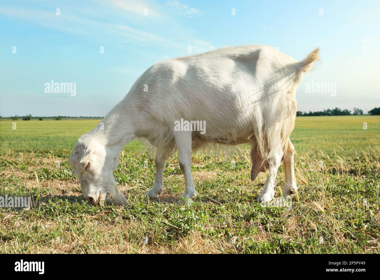 Cute goat on pasture at farm. Animal husbandry Stock Photo - Alamy