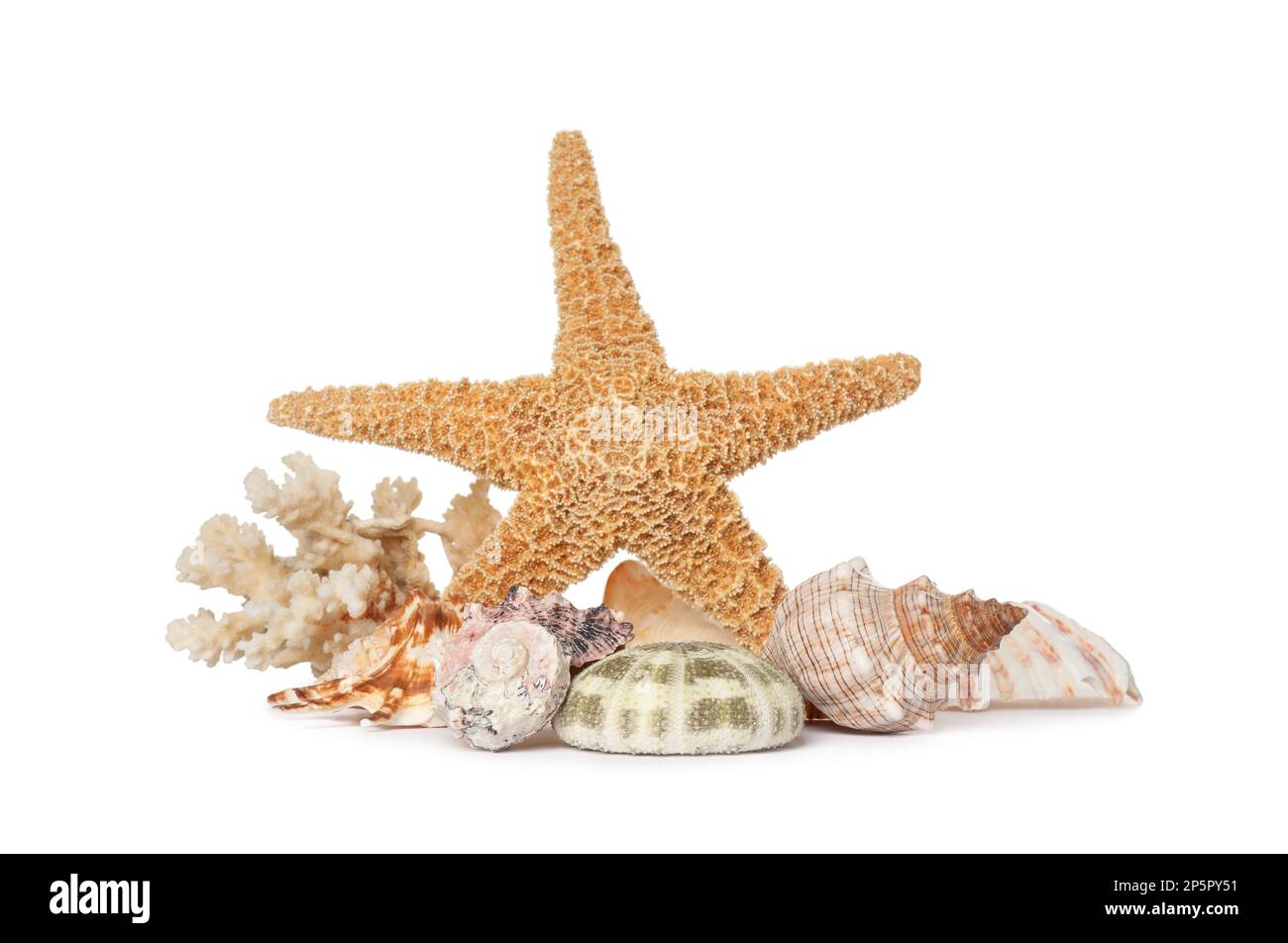 Beautiful starfish, coral and sea shells on white background Stock ...