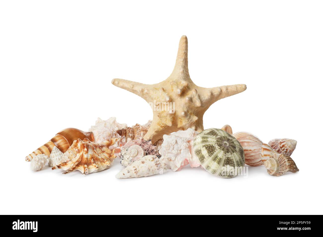 Beautiful starfish and sea shells on white background Stock Photo - Alamy